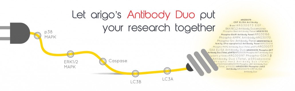 Antibodies,Antibody Duos and ELISA Kits - arigo Biolaboratories