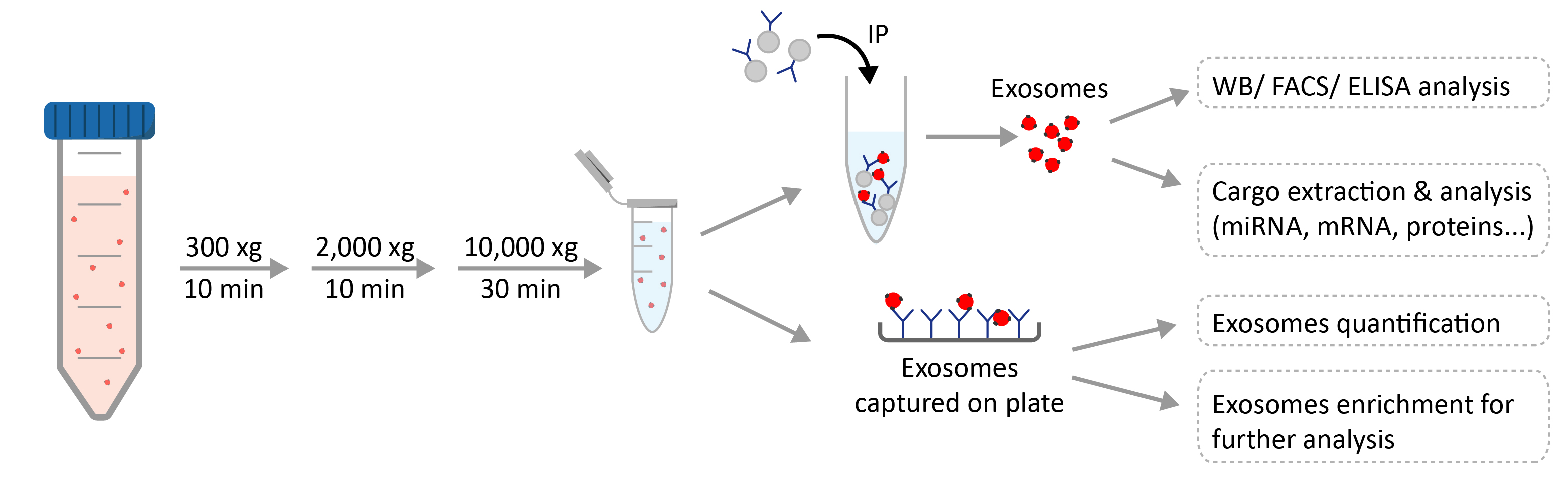 New antibodies for exosome isolation - News - Company - arigo ...
