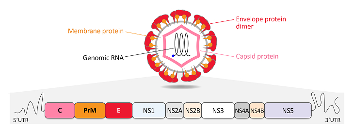 Specific antibodies against Dengue virus (DENV) or Zika virus (ZIKV ...