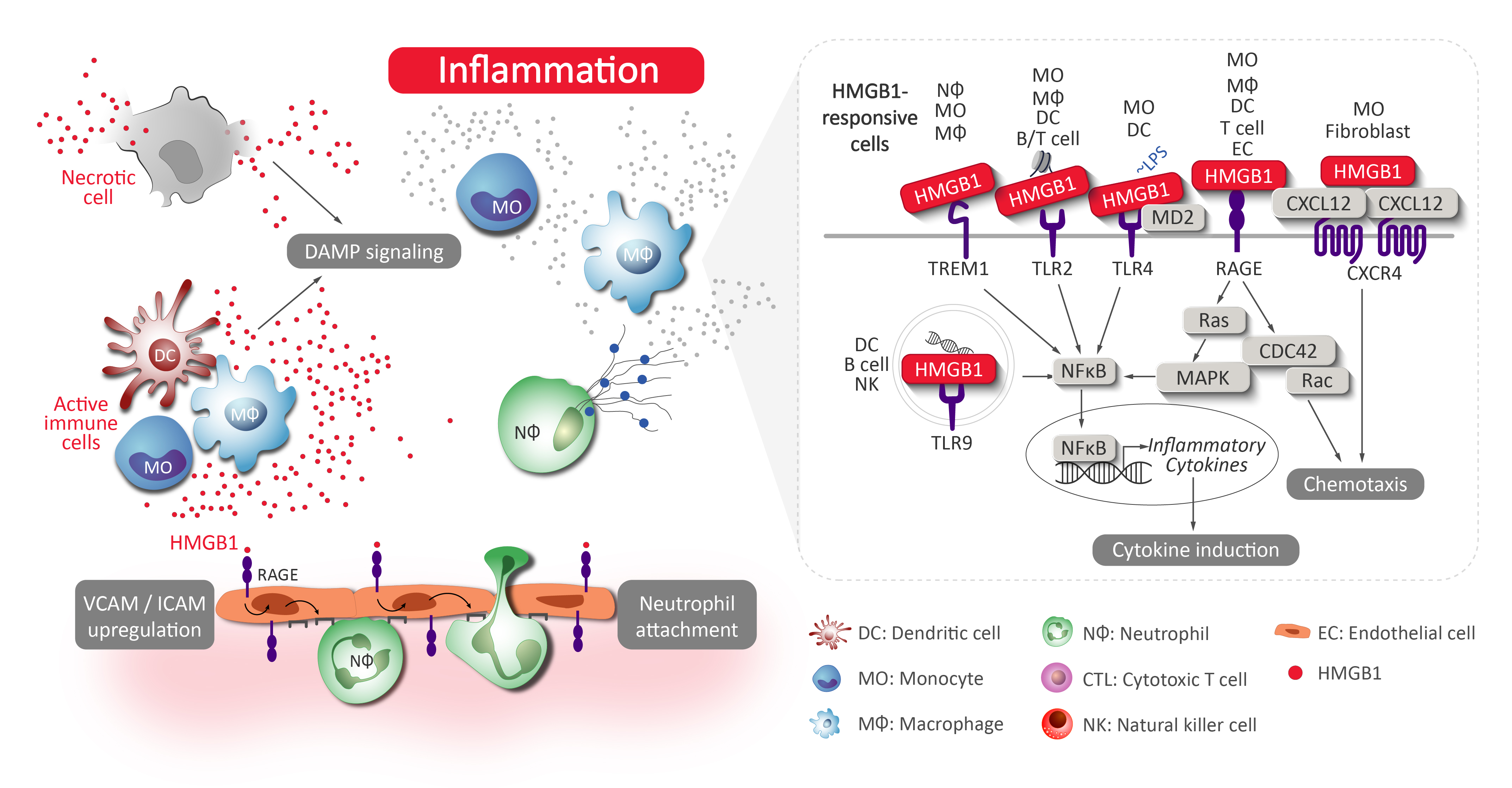 HMGB1 in inflammation - Company - arigo Biolaboratories