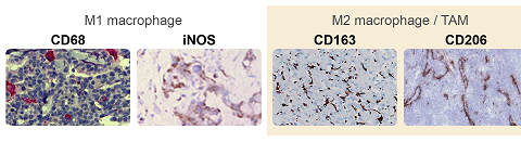 Mouse M1/M2 Cytokine Multiplex ELISA Kit is launched - News - Company ...