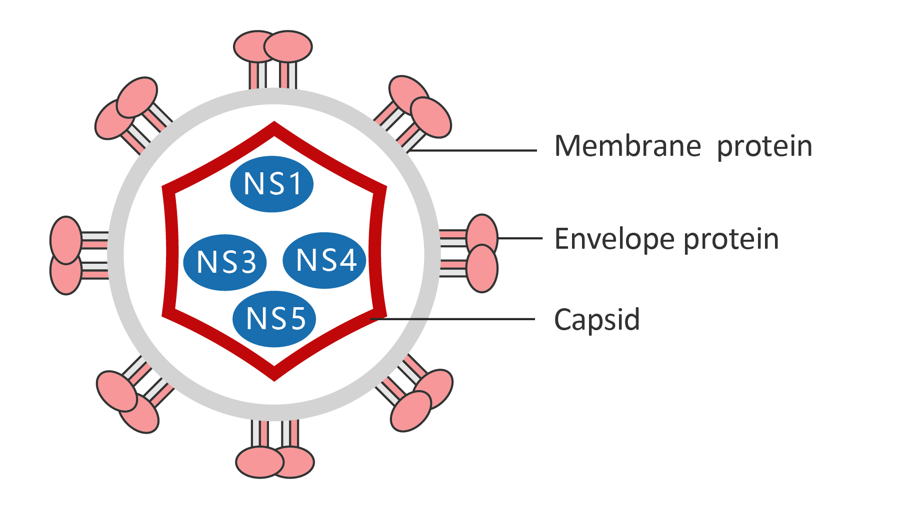 Dengue Virus antibodies and ELISA kits - Company - arigo Biolaboratories