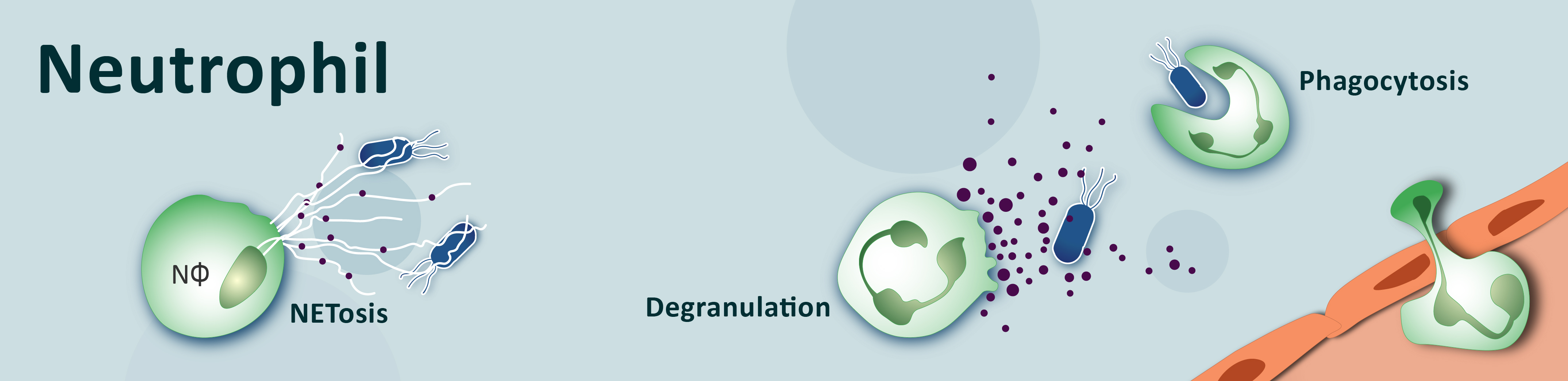 Total solutions for Neutrophil research - Company - arigo Biolaboratories