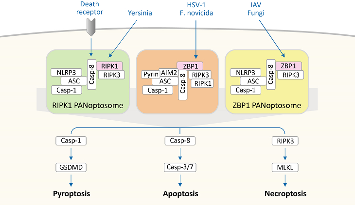 Solutions for studying PANoptosis & PANoptosome - News - Company ...