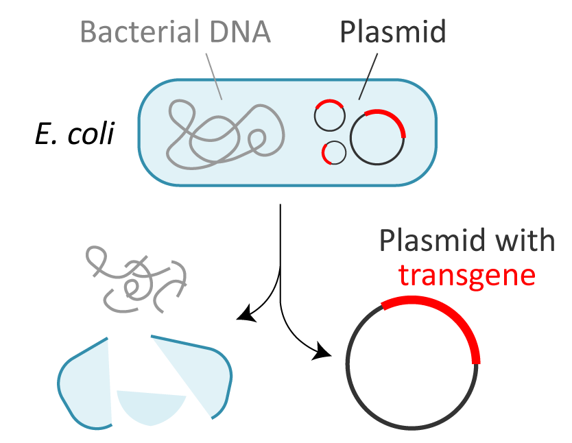 Quality control for engineered T cell therapy - News - Company - arigo ...