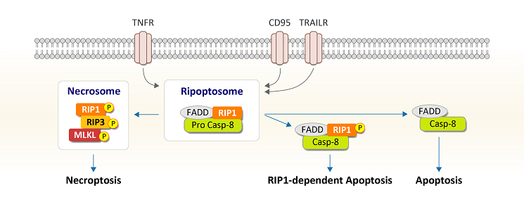 Ripoptosome & Necrosome antibody panels are launched - News - Company ...