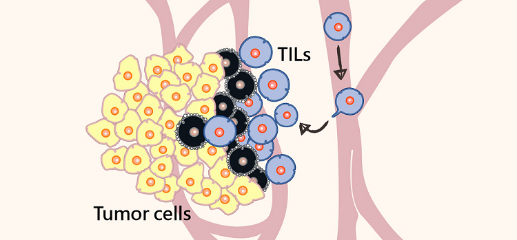 Tumor-Infiltrating Lymphocytes (TILs) - Company - arigo Biolaboratories