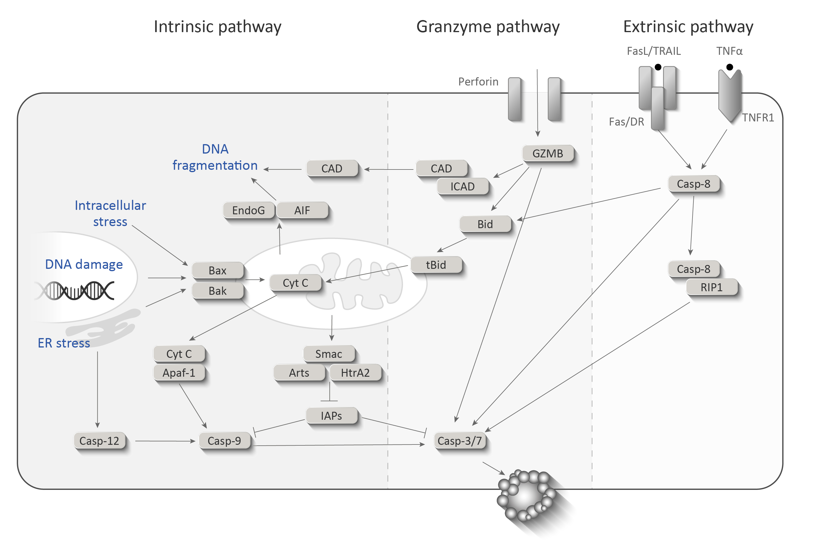 Apoptosis Markers: Annexin V/PI, cleaved Casp-3, Bax/Bcl-2 ratio, and ...