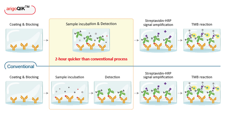 arigoQIK ELISA Development Kit | DIY ELISA Kit | 고마바이오텍