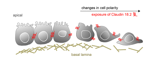 Fight gastric cancer by targeting Claudin 18.2 - News - Company - arigo Biolaboratories