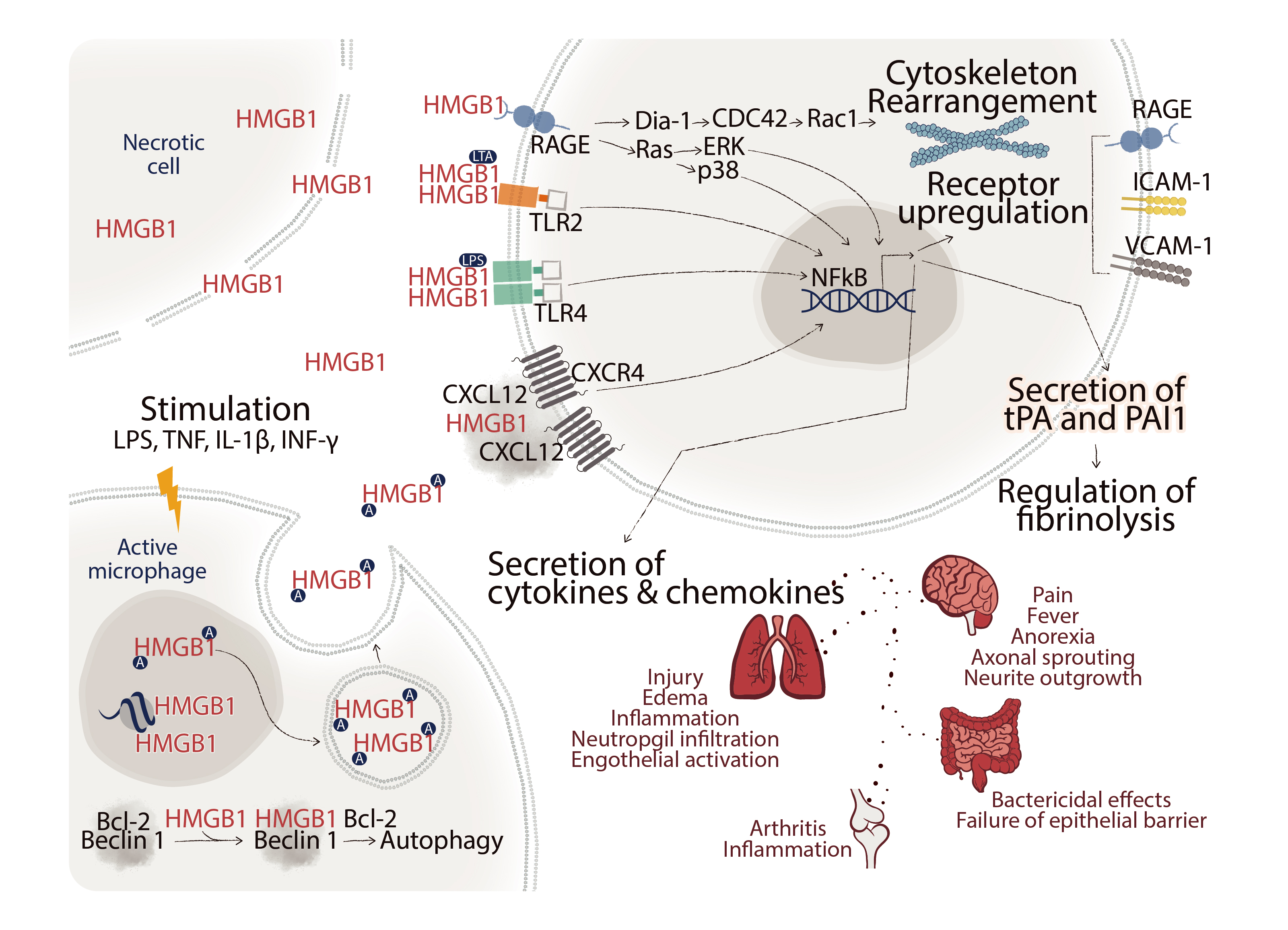 The global leader of HMGB1 products - Company - arigo Biolaboratories