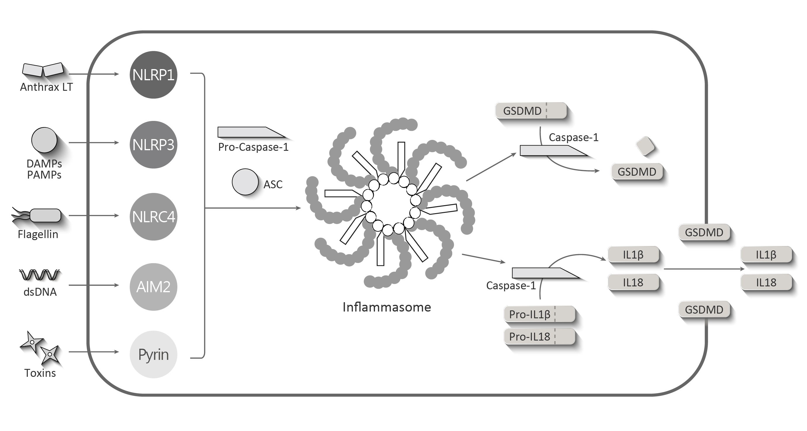 Inflammasome & Pyroptosis Antibody Panels are released - News - Company ...