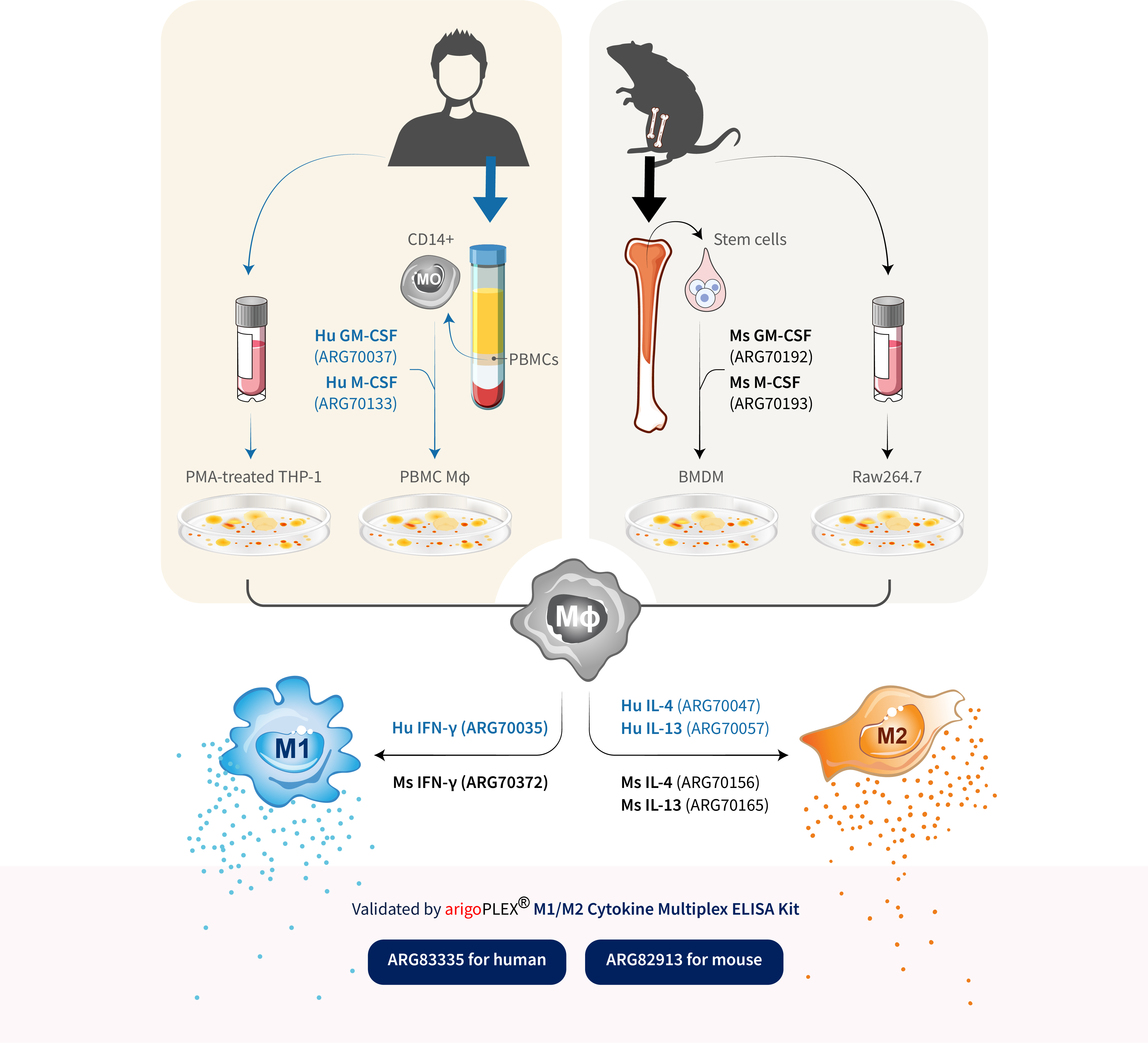 Bioactive proteins for cell-based functional assays - News - Company ...