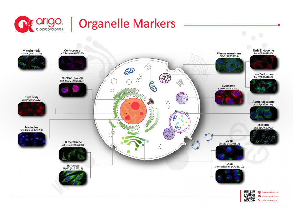 Library - Science - arigo Biolaboratories