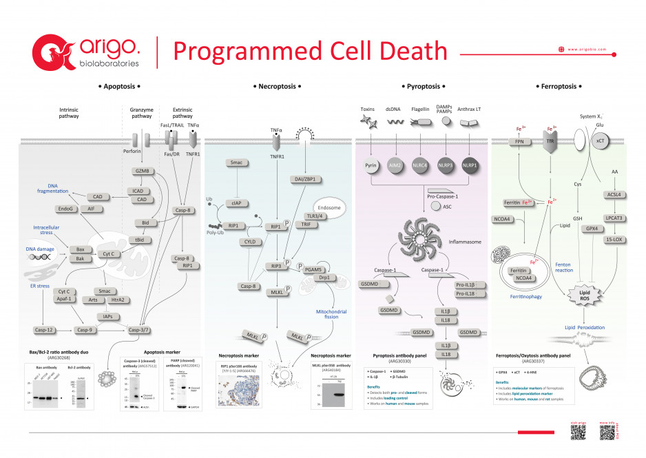 Library - Science - arigo Biolaboratories
