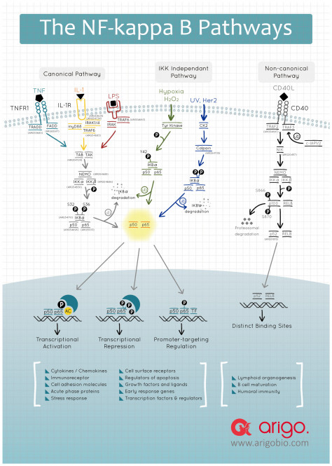 Library - Science - arigo Biolaboratories