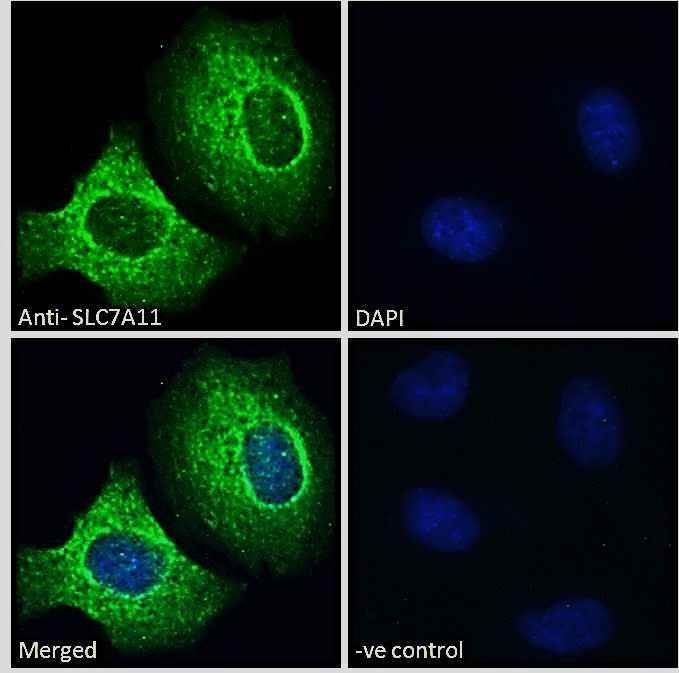 anti-SLC7A11 / xCT antibody (ARG64200) - arigo Biolaboratories