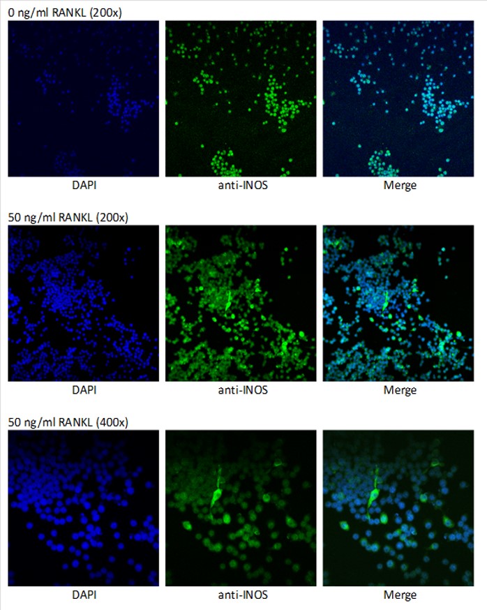 anti-iNOS antibody (ARG56509) - arigo Biolaboratories