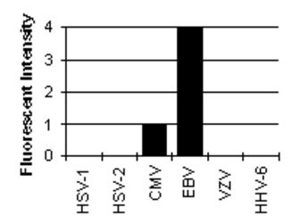 anti-EBV gp350 antibody [10B5] (ARG22379) - arigo Biolaboratories