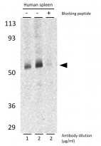 anti-CD193 CCR3 antibody (ARG23597) - arigo Biolaboratories
