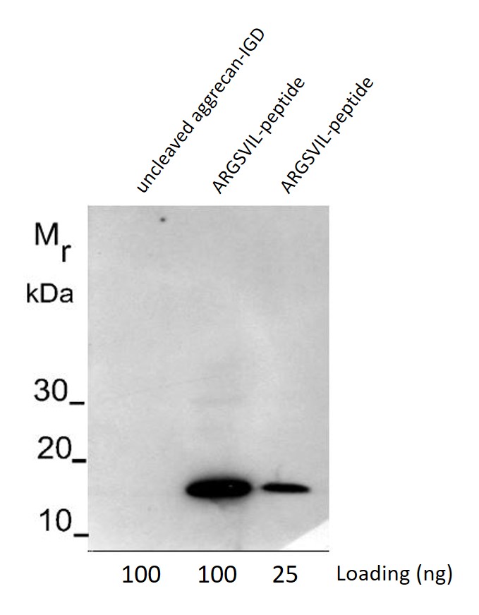 anti-ACAN / Aggrecan Neoepitope antibody [N38] (ARG23678) - arigo ...