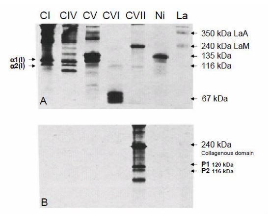 anti-Collagen VII antibody (ARG23684) - arigo Biolaboratories