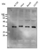 anti-STUB1 CHIP antibody (ARG57811) - arigo Biolaboratories