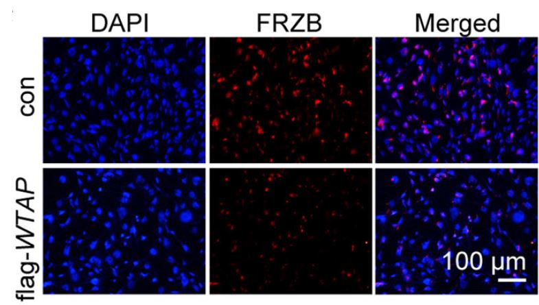 anti-FRZB antibody (ARG58723) - arigo Biolaboratories