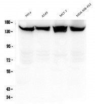 anti-SMC3 antibody [4C12] (ARG59233) - arigo Biolaboratories