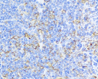anti-CD11c antibody (ARG59497) - arigo Biolaboratories