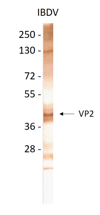 anti-IBDV Gumboro disease virus VP2 antibody [IBDV67] (ARG11066 ...