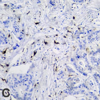 M1 M2 TAM Marker Antibody Panel (ARG30333) - arigo Biolaboratories