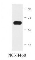 anti-RPE65 antibody (ARG41875) - arigo Biolaboratories