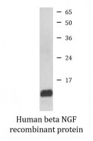 Human beta NGF recombinant protein (Active) (His-tagged, C-ter ...