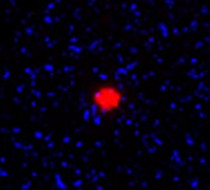 anti-beta Amyloid (1 - 42) antibody [Ab42.2] (ARG42049) - arigo ...