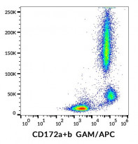 anti-CD172a + CD172b antibody [SE5A5] (ARG42433) - arigo Biolaboratories