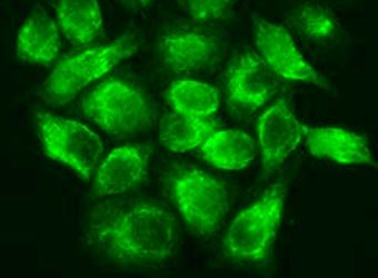 anti-ADRA2A antibody (ARG43288) - arigo Biolaboratories