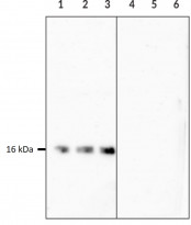 anti-Histone H3 citrulline (Arg2 Arg8 Arg17) antibody [11D3] (ARG43750 ...