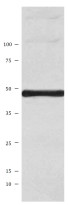 ISGF3 GAF Antibody Panel (ARG30352) - arigo Biolaboratories