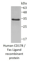 Human CD178 Fas Ligand recombinant protein (Active) (His-SUMO tagged, N ...