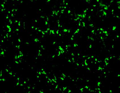 anti-Infectious Bursal Disease Virus IBDV VP2 Protein antibody [VP25G10 ...