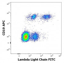 Mouse anti-Human Lambda Light Chain antibody [4C2] (FITC) (ARG63054) - arigo Biolaboratories