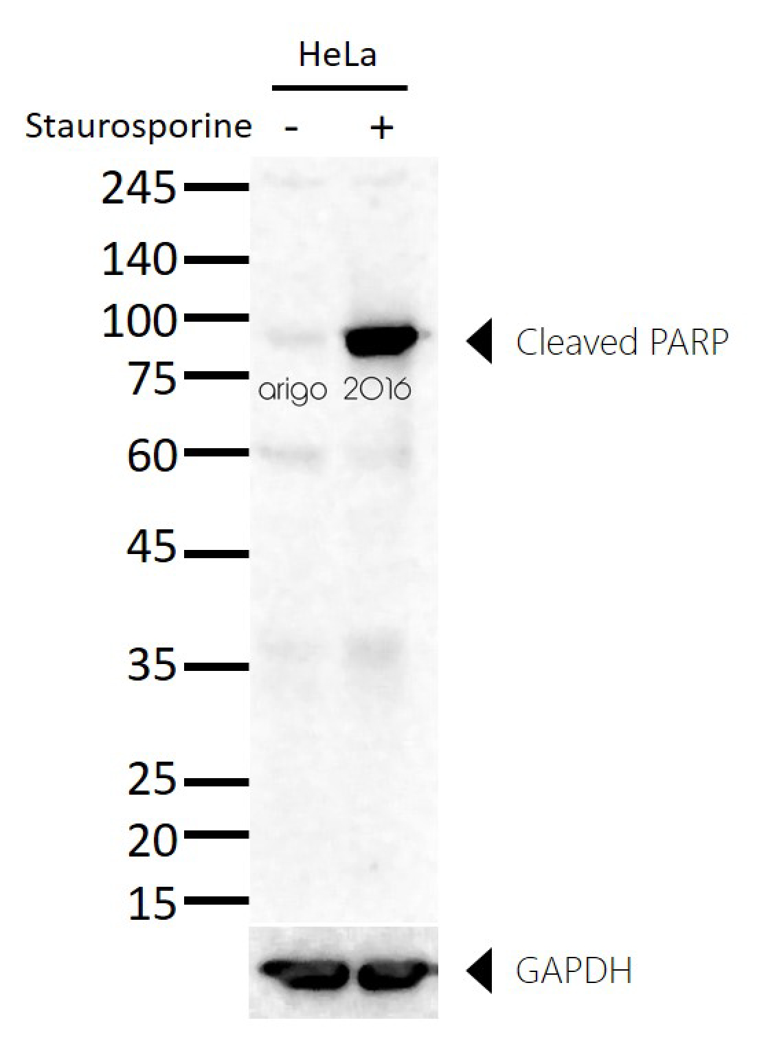 anti-PARP (cleaved) antibody (ARG20041) - arigo Biolaboratories