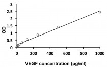 Human VEGF ELISA Kit (ARG80124) - arigo Biolaboratories