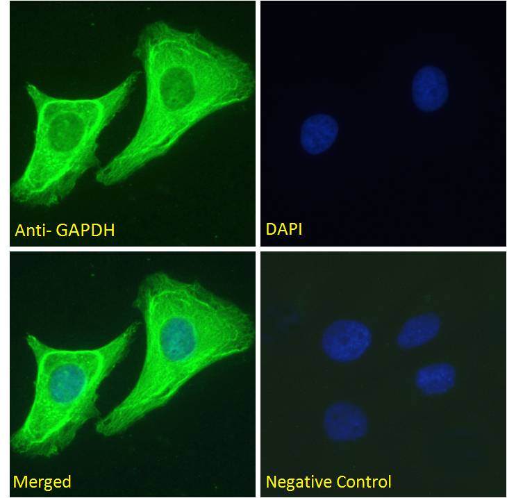 anti-GAPDH antibody (ARG63542) - arigo Biolaboratories