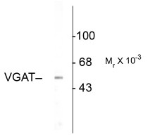 anti-VGAT antibody (ARG52467) - arigo Biolaboratories