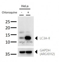 LC3A and LC3B Antibody Duo (ARG30273) - arigo Biolaboratories