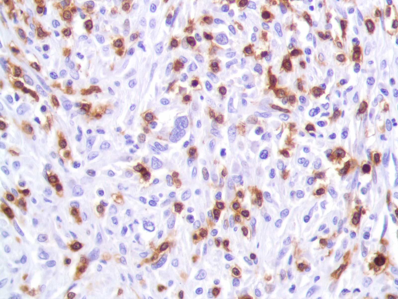 anti-CD3 antibody [SP162] (ARG52742) - arigo Biolaboratories