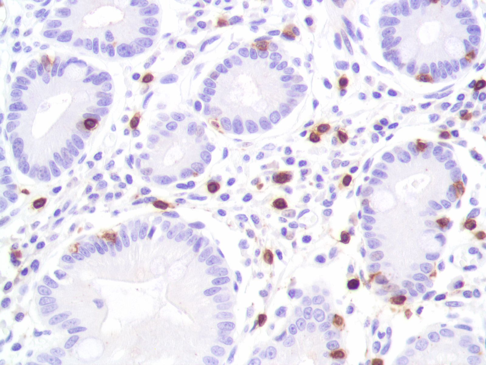 anti-CD3 antibody [SP162] (ARG52742) - arigo Biolaboratories