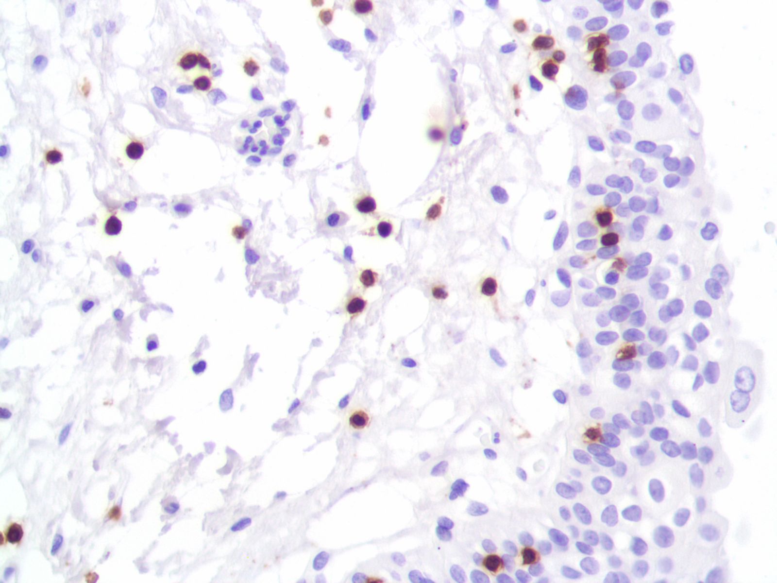 anti-CD3 antibody [SP162] (ARG52742) - arigo Biolaboratories